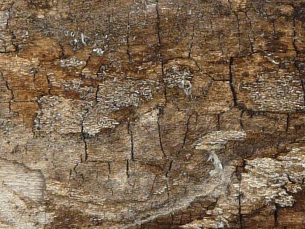 damaged trunk texture 0023 - Texturelib